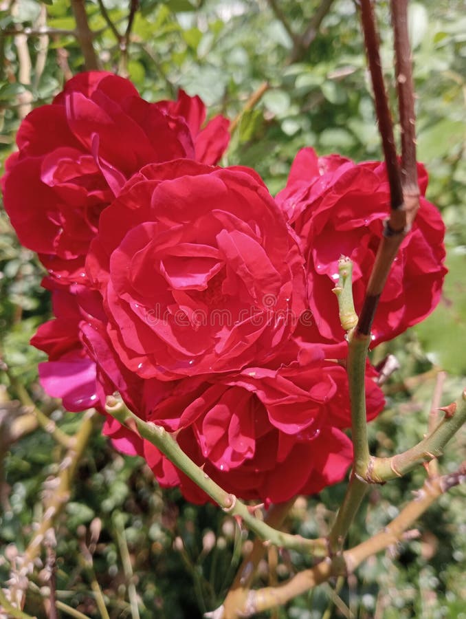Red Rose Blossom Flower with Waterdrops Stock Photo - Image of ...
