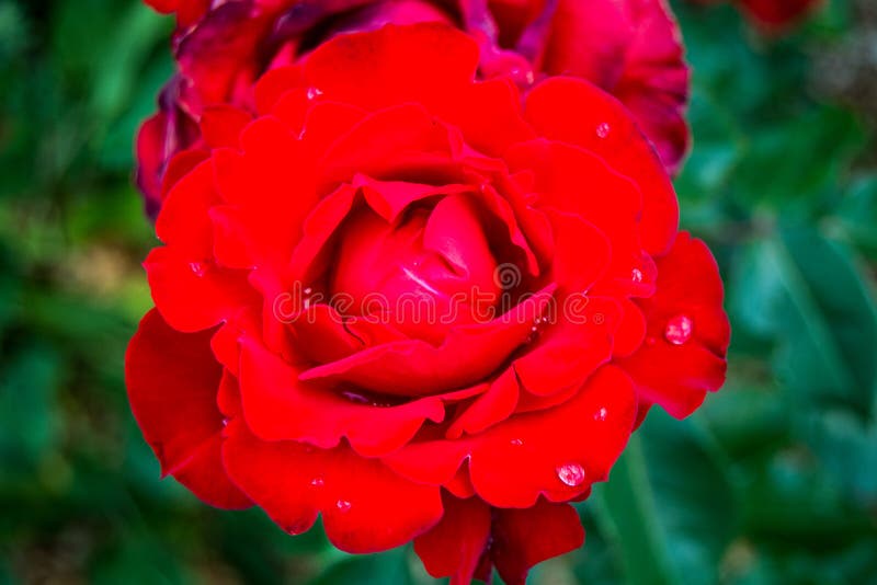 Red rose blossom stock image. Image of nature, blossoms - 223825993