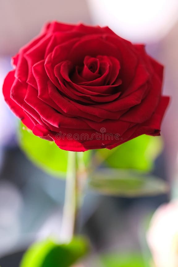A red rose stock image. Image of blooming, flower, bloom - 384654625
