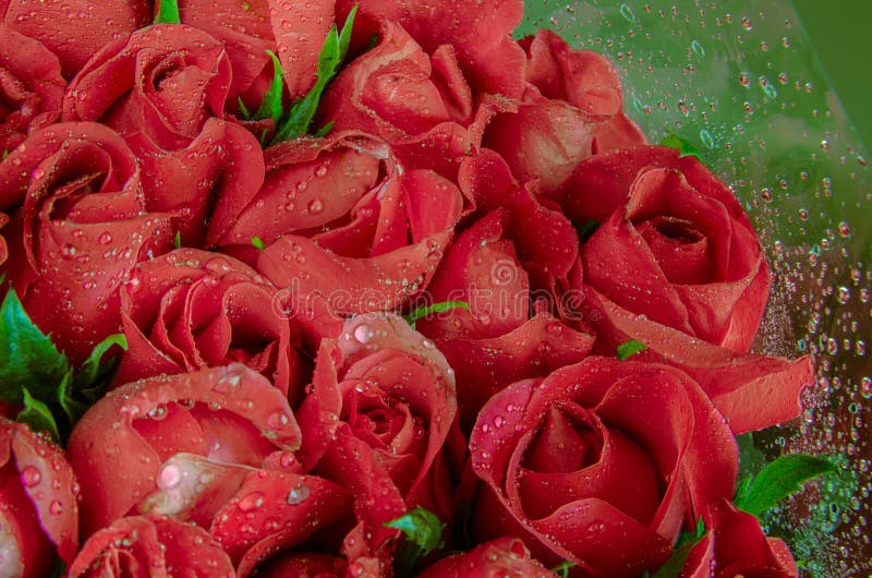 Red rose blossom stock photo. Image of light, pure, natural - 36142146