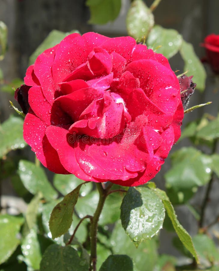 Red Rose Blossomed in the Garden Stock Image - Image of parfume ...