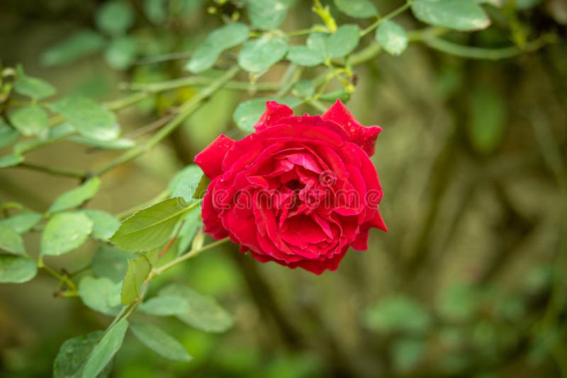 The Red Rose Blossoms with Its Head Facing the Camera Stock Photo ...