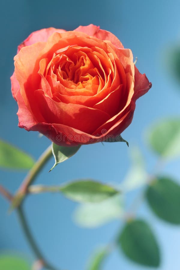 Red Rose on Blue Background Stock Photo - Image of nature, design ...