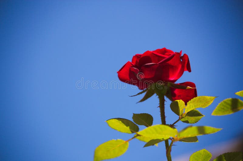 Red Rose with Blue Sky As Background for Copy Space Stock Photo - Image ...