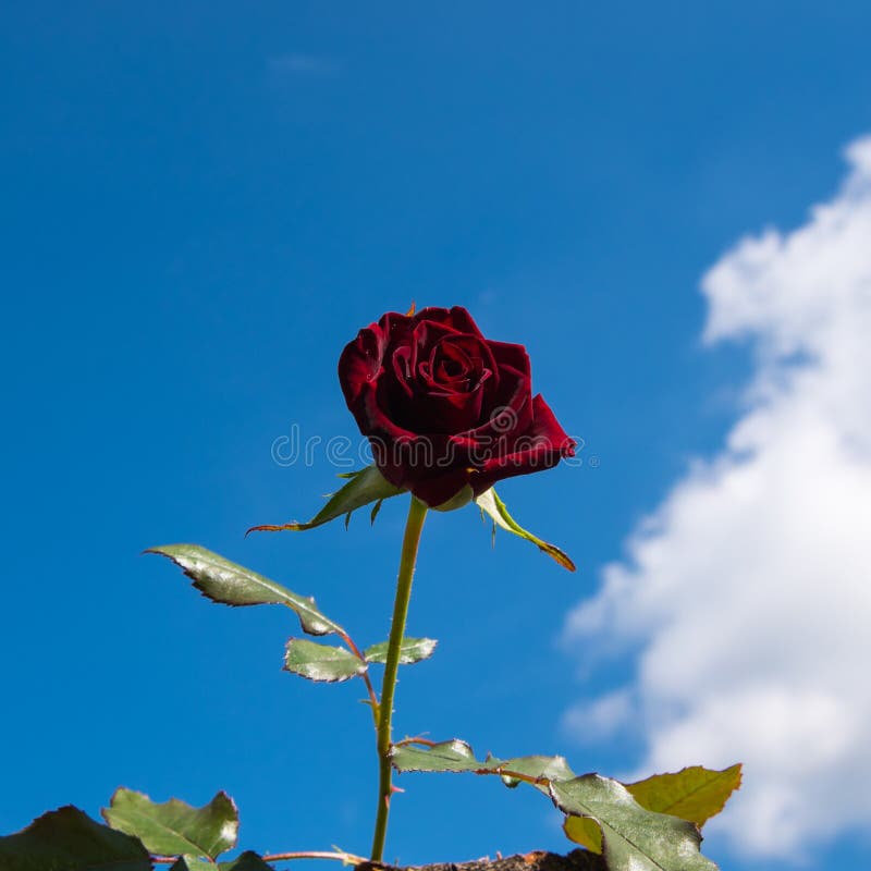 Red Rose on a Blue Sky Background,close-up,copy Space Stock Photo ...
