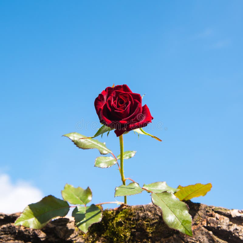 Red Rose on a Blue Sky Background,close-up,copy Space Stock Photo ...