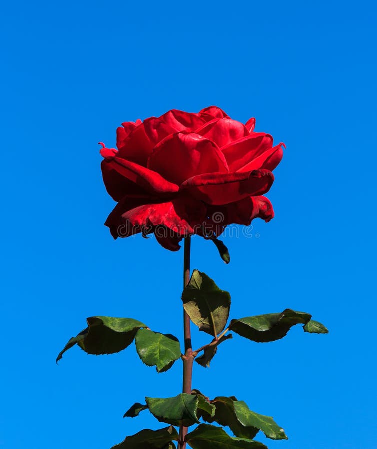 Red Rose stock image. Image of background, bouquet, bloom - 62516787