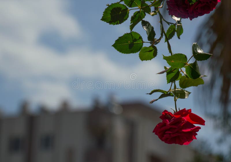 Single Red Rose with Deep Blue Sky Background Stock Photo - Image of ...