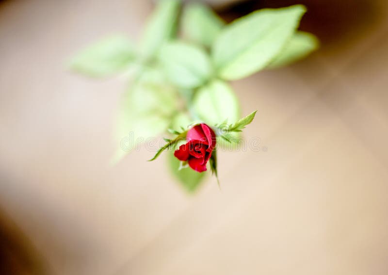 Red Rose on Blur Abstract Blur Background Design, Colorful Blurred ...