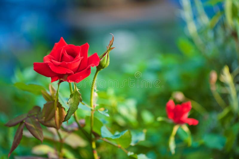 Red Rose with Blurred Background Setting Stock Photo - Image of burning ...