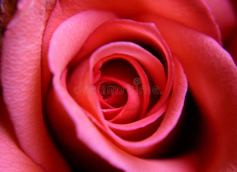 Red rose with blurred edge stock image. Image of scent - 241992931