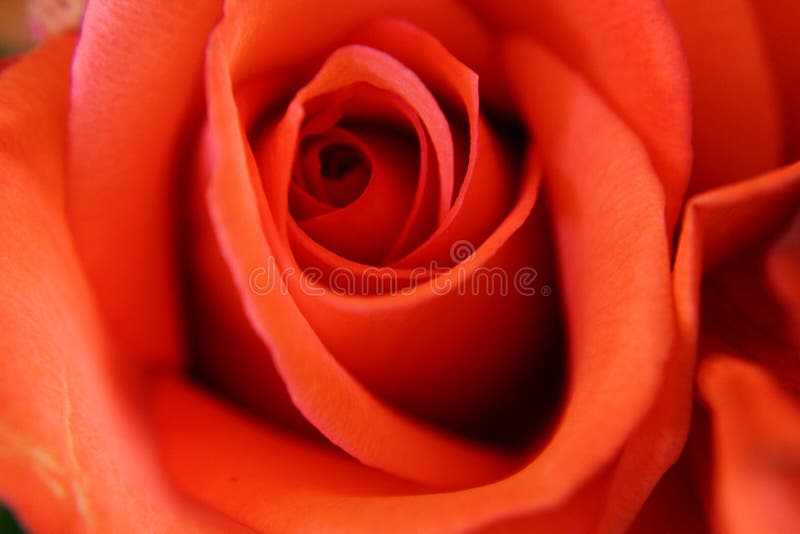 Red rose with blurred edge stock photo. Image of beautiful - 241993114