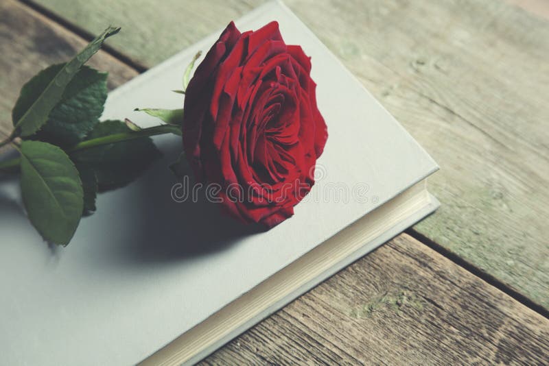 Red rose on book stock photo. Image of desk, valentine - 186944912