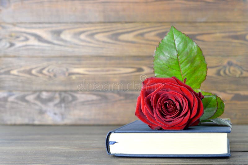 Red rose on the book stock image. Image of mother, celebration - 83774665