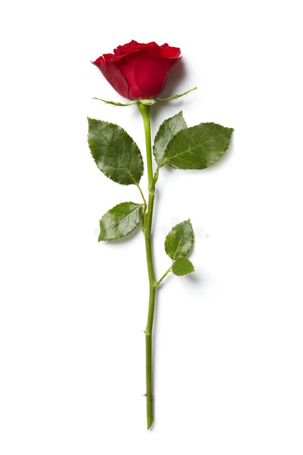 Rose border stock image. Image of flowering, decor, flora - 21948245