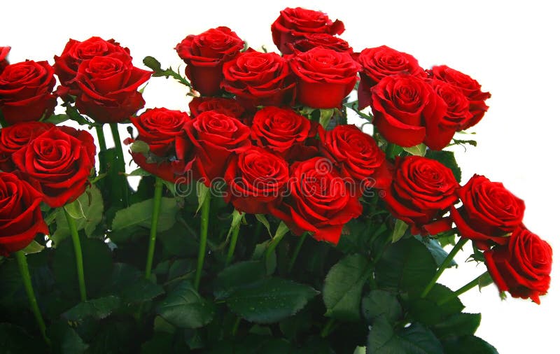Red rose bouquet stock photo. Image of redrosebouquet - 33460374
