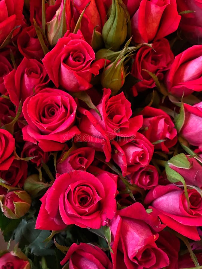 Red rose stock photo. Image of love, beautiful, pure - 101637942