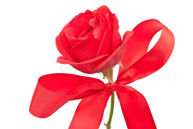 Red rose with bow stock photo. Image of petal, nature - 15702864