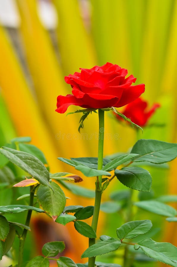 Red Rose on the Branch stock image. Image of flora, bloom - 28947071