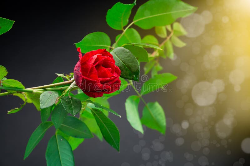 Red Rose on a Branch with Foliage on a Black Background. Stock Image ...