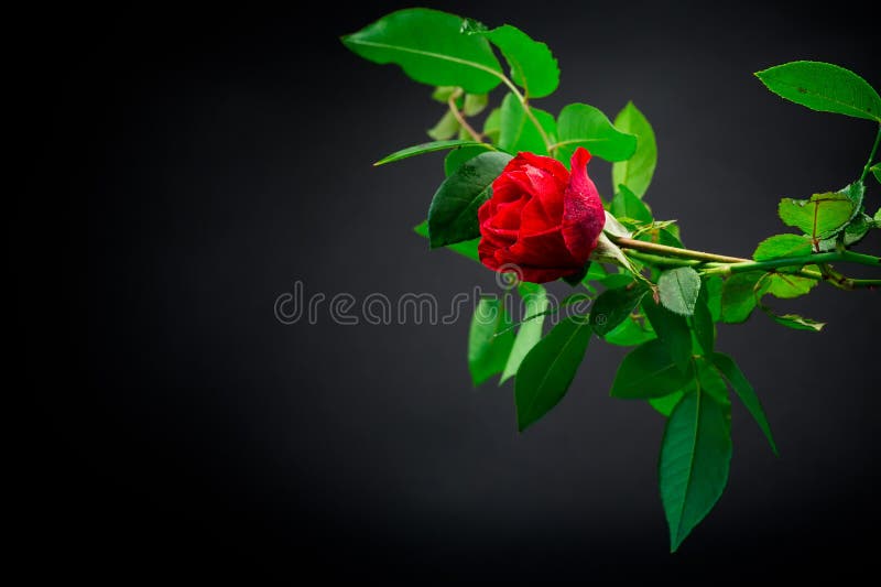Red Rose on a Branch with Foliage on a Black Background. Stock Photo ...