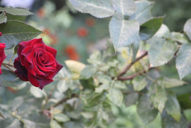 Red Rose on the Branch in the Garden Stock Photo - Image of color ...