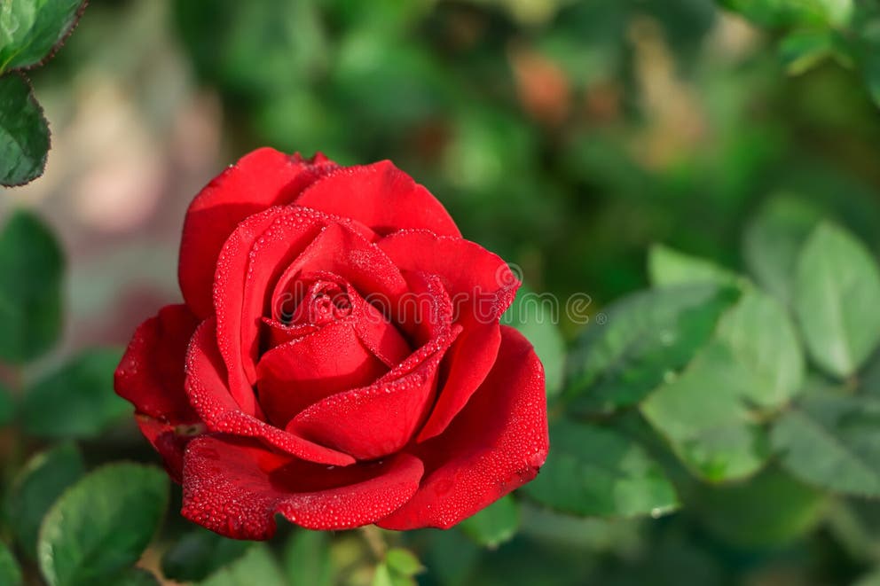 Red Rose on the Branch in the Garden Stock Photo - Image of crimson ...