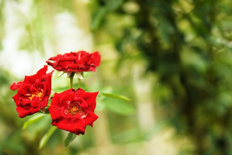Red Rose on the Branch in the Garden Stock Photo - Image of floral ...