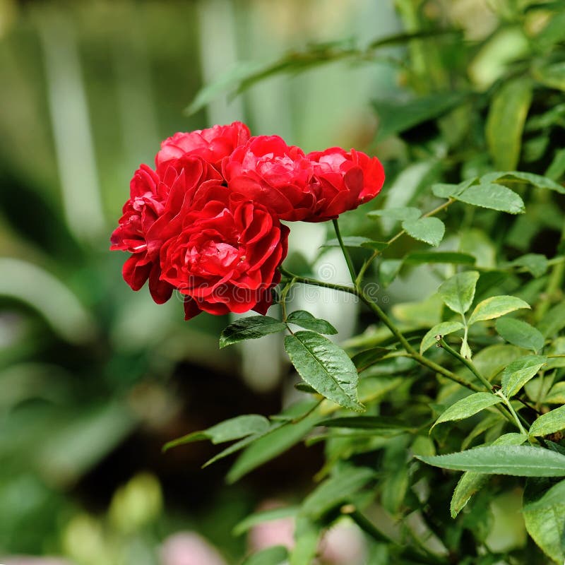 Red Rose on the Branch in the Garden Stock Photo - Image of leaves ...