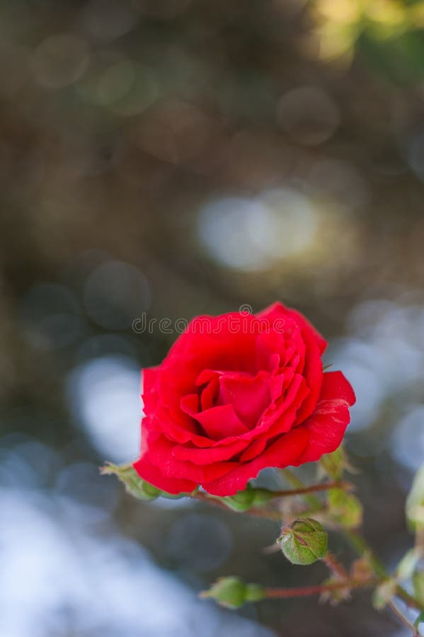 Red Rose on the Branch in the Garden Stock Image - Image of ornamental ...