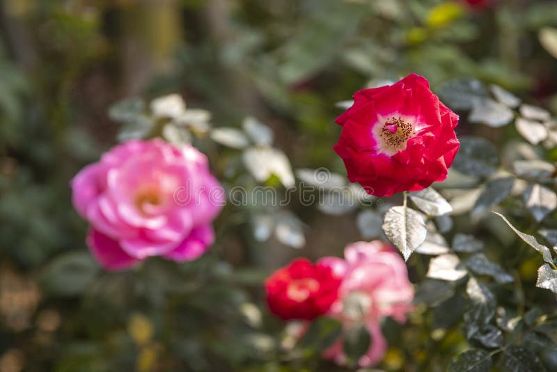 Red Rose on the Branch in the Garden Stock Photo - Image of blossom ...