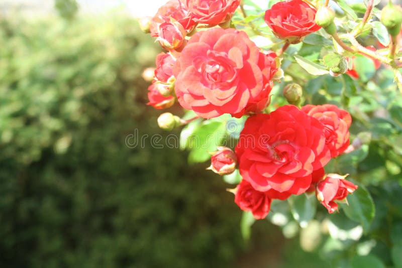Red Rose on the Branch stock image. Image of petal, grown - 157188477
