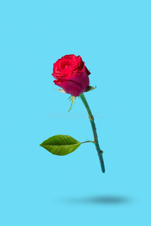 Red Rose on Bright Blue Background. Minimal Nature Concept Stock Photo ...
