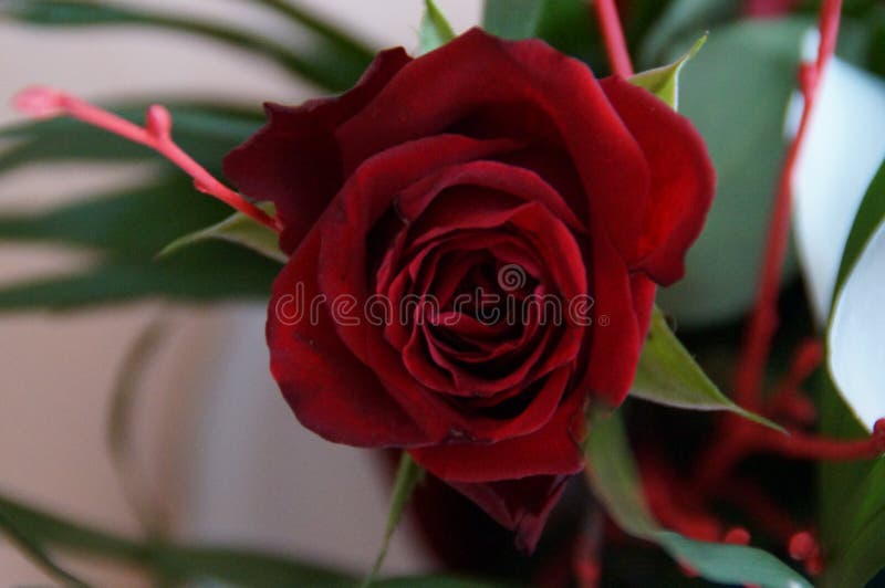 Red rose Front View stock photo. Image of coffee, rose - 19167444