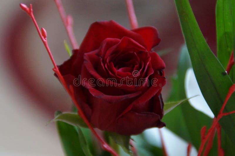 A Red Rose, it is a Bright Red - Front View Stock Photo - Image of ...
