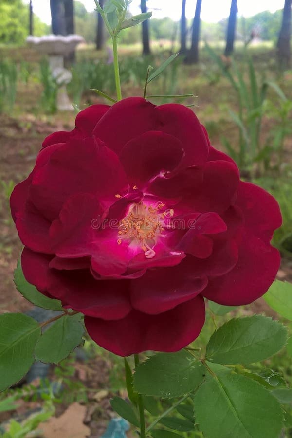 Red Rose stock photo. Image of petal, bright, plant, buds - 91483058