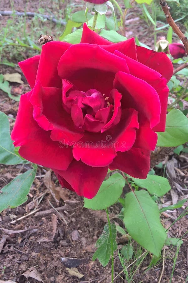 Red Rose stock image. Image of garden, horticulture, expression - 91483089