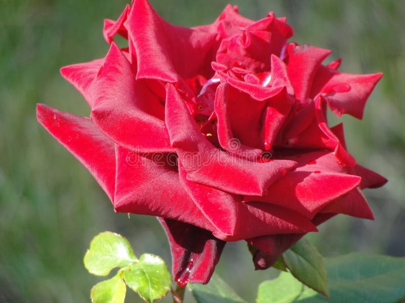 Red Rose in Bright Sunlight. Stock Photo - Image of flowering, stems ...