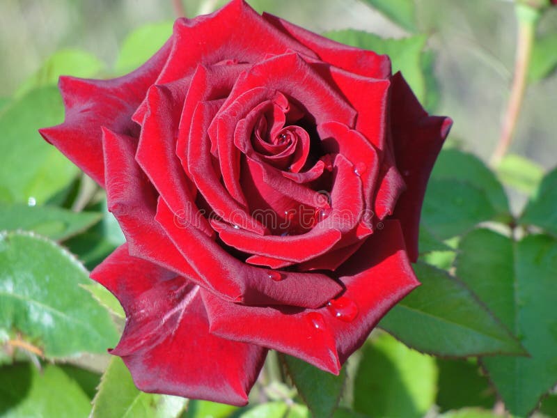 Red Rose in Bright Sunlight. Stock Photo - Image of roses, glare: 96094974