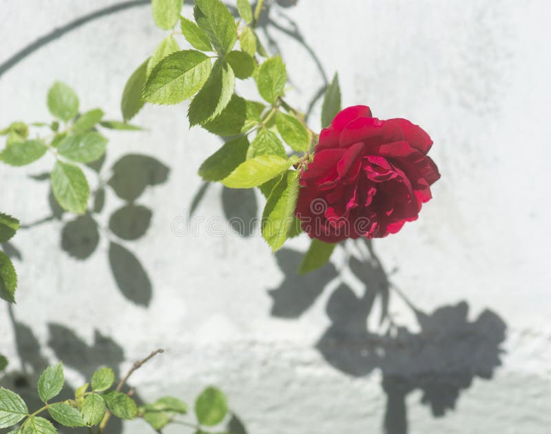 Red Rose In Bright Sunshine Stock Photo - Image of wall, card: 190075918