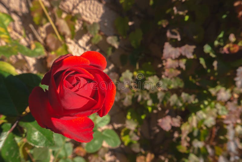 Red Rose on a Brown Natural Background Stock Photo - Image of abstract ...