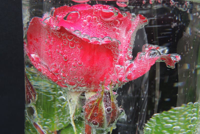 Red Rose with Bubbles of Water in a Vase of Glass Stock Image - Image ...