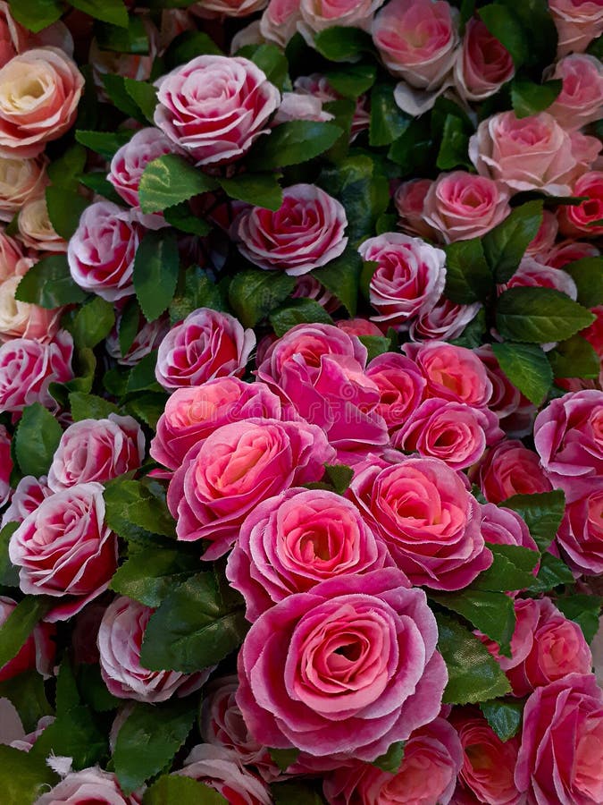 Red rose bucket flower stock photo. Image of pink, purple - 188742334