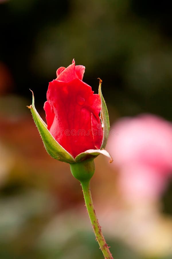 Red rose bud stock image. Image of bloom, blossom, rose - 13546479