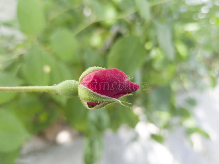 Beautiful Red Rosebud in the Rose Garden Stock Photo - Image of fruit ...