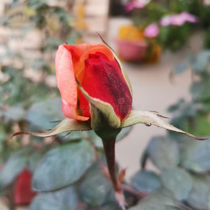 Red Rose bud stock photo. Image of nature, leaf, shrub - 260624678