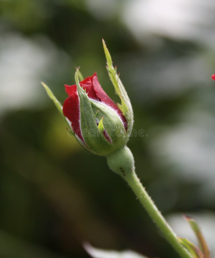 Red rose bud stock image. Image of gift, leaf, celebration - 7420523