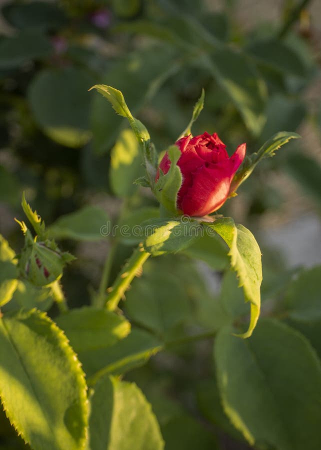 A red rose bud on a bush stock image. Image of blossom - 250834715