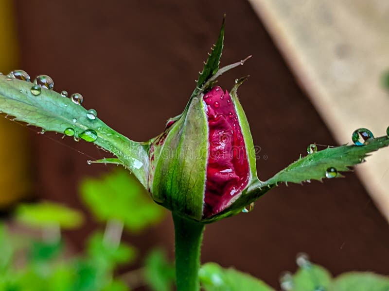 Red rose bud with drops stock image. Image of beautiful - 194458261