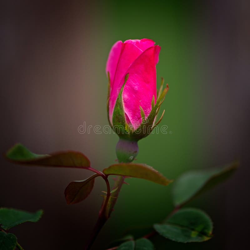 13,520 Muted Background Stock Photos - Free & Royalty-Free Stock Photos ...